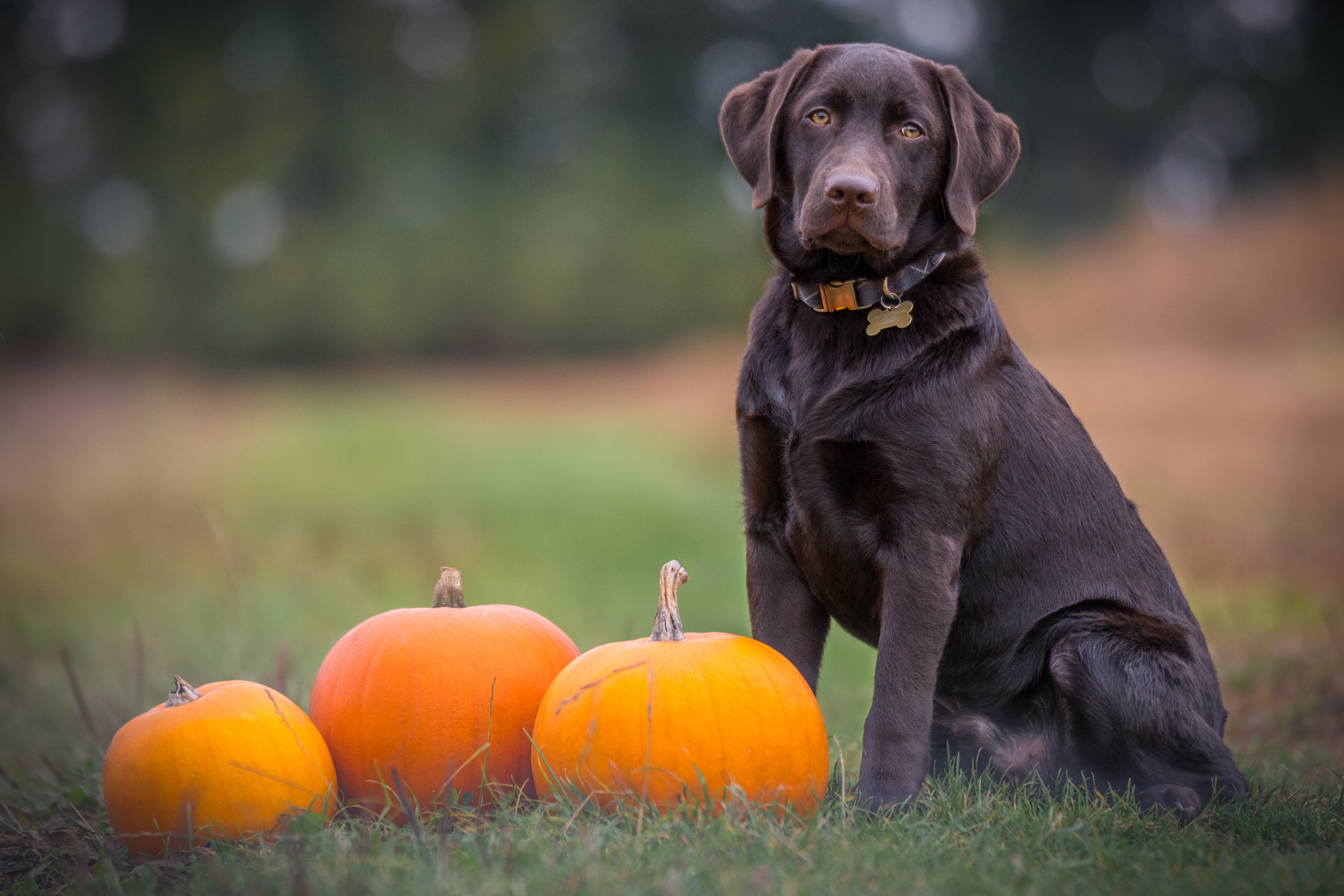 PETA's 4-stappenplan om dieren te beschermen tijdens herfstfeestdagen ...