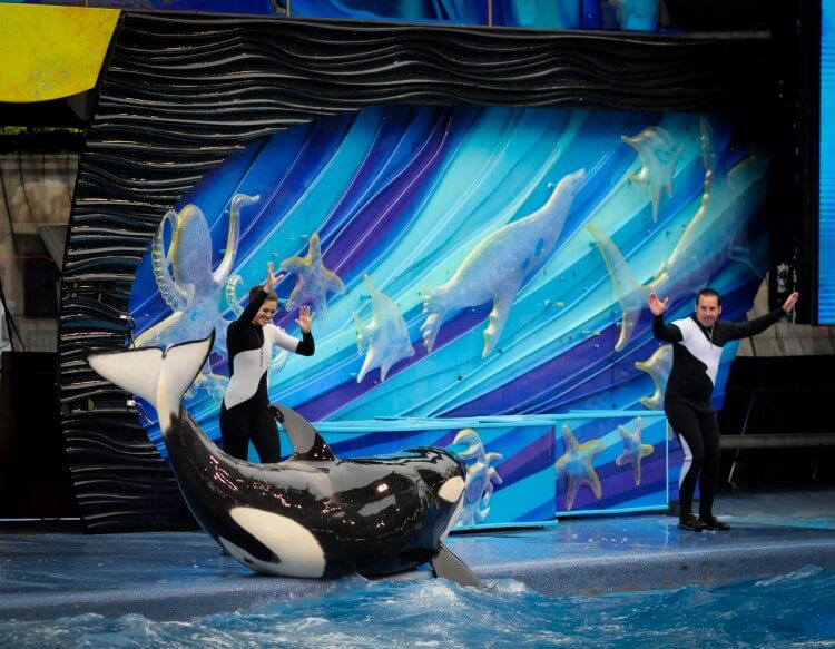 Orka's zijn niet de enige dieren die lijden in SeaWorld - PETA Nederland