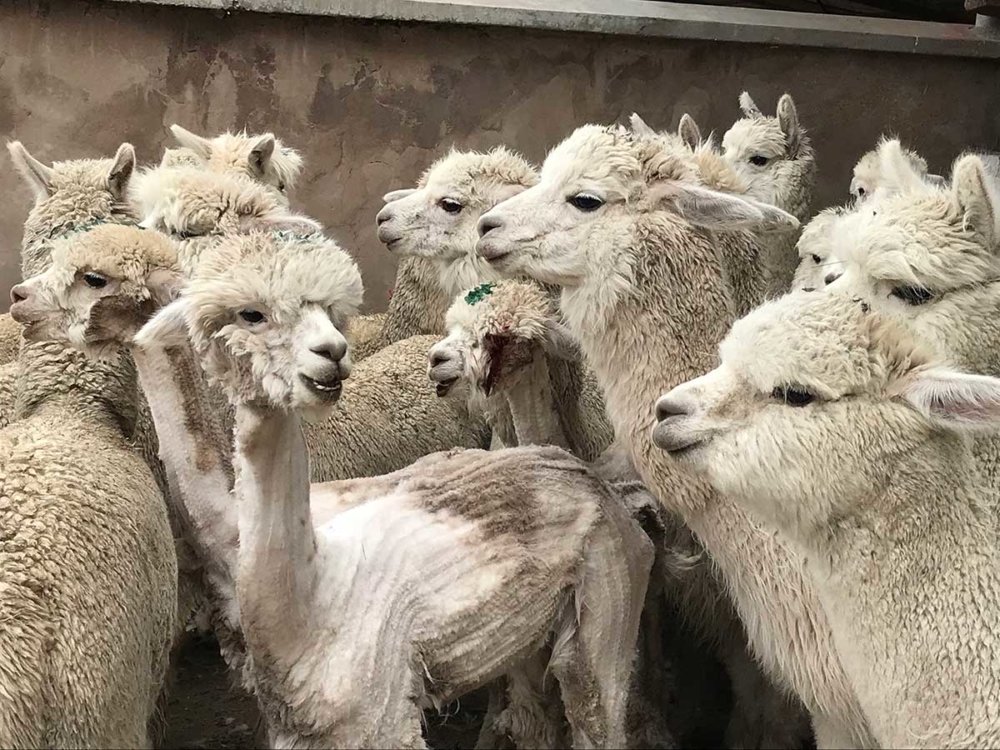 Alpacawolwreedheid: huilende alpaca's rondgegooid en gesneden voor ...