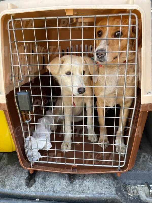 PETA-entiteiten zijn in Oekraïne, bergen aan het verzetten om bij ...