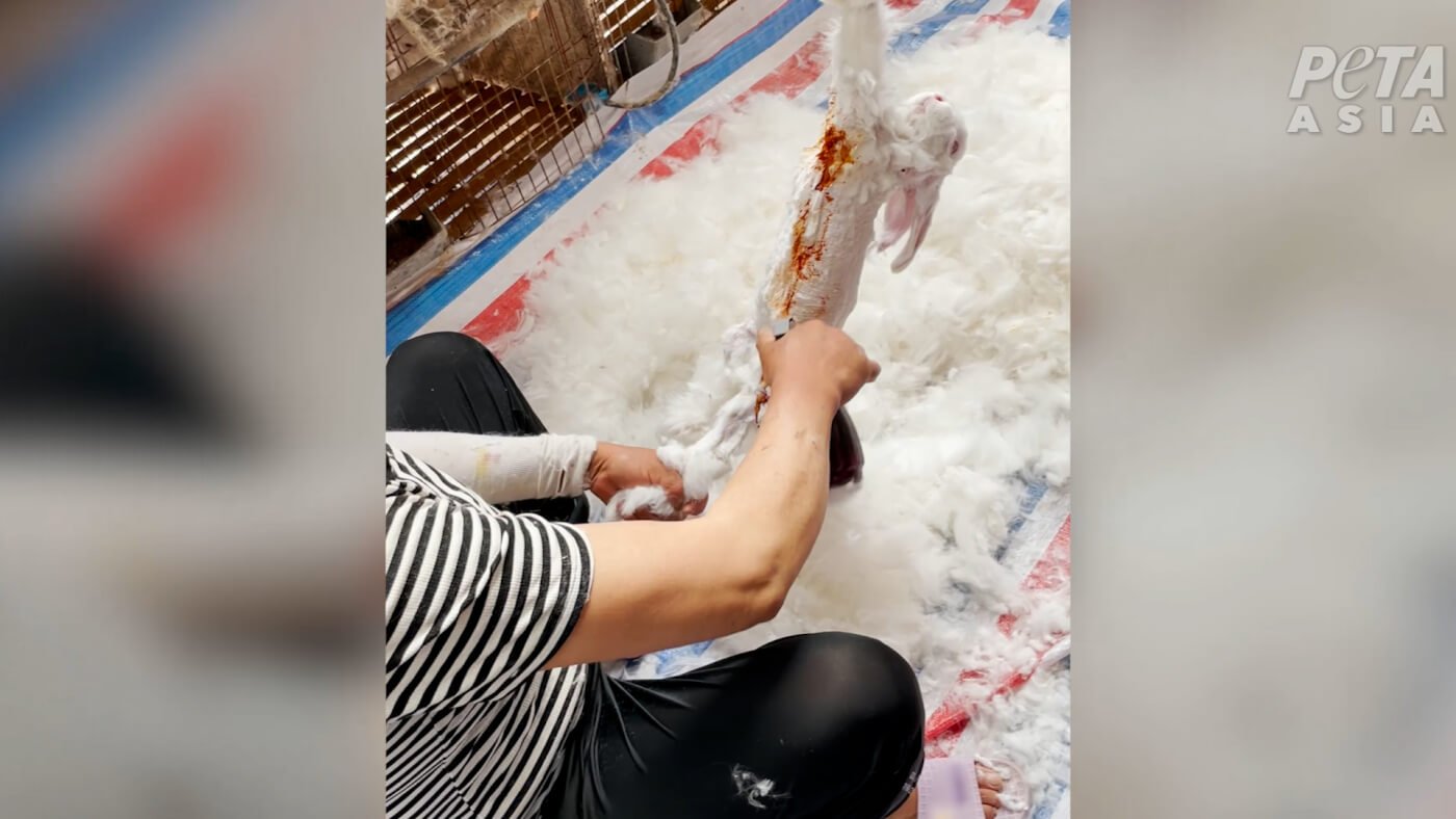 Zal dit nieuwe onderzoek het definitieve einde van de angora-industrie ...